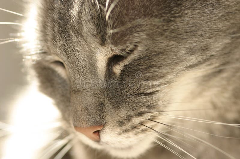 Cat Nap stock photo. Image of whiskers, cuddle, love, nose - 977010