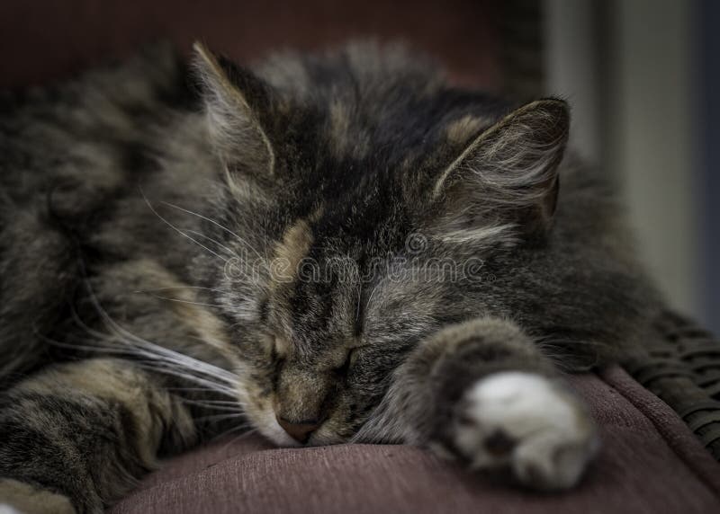 Cat Nap stock image. Image of kitty, sleep, feline, kitten - 93984485