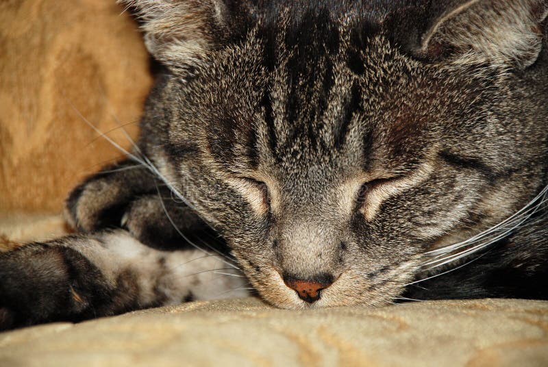 Cat Nap, Close-up Picture. Image: 2180166