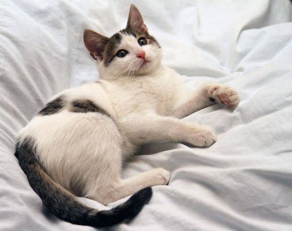 Cat Nap stock photo. Image of mammal, grass, kitty, claws - 65919792