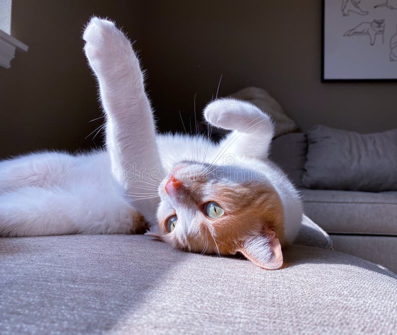 Cat nap, Cat lying on his back on the