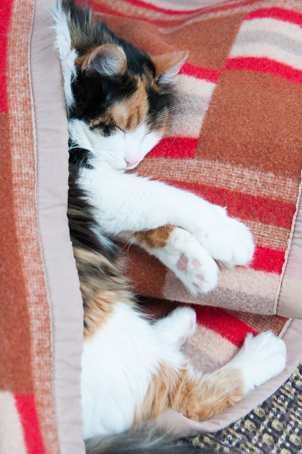 Cat nap stock photo. Image of fluffiness, cutey, furry - 55709704