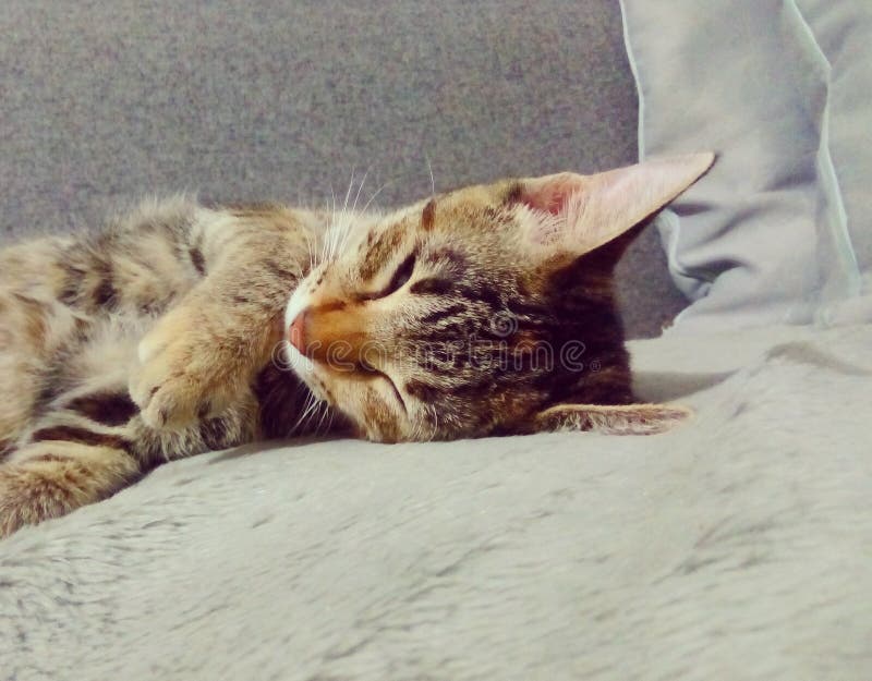 Cat Nap stock image. Image of naps, good, idea - 88185493