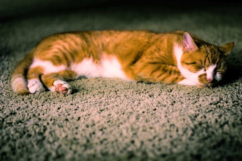 Cat Nap stock image. Image of animals, kitten, cats, furry - 76093493