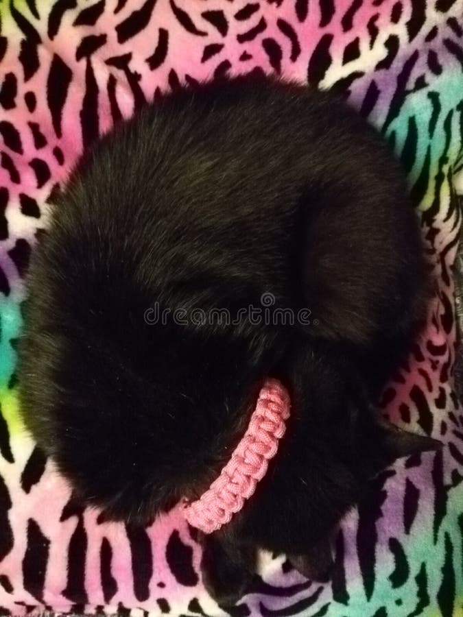 Maching Cat Stock Photos - Free & Royalty-Free Stock Photos from Dreamstime