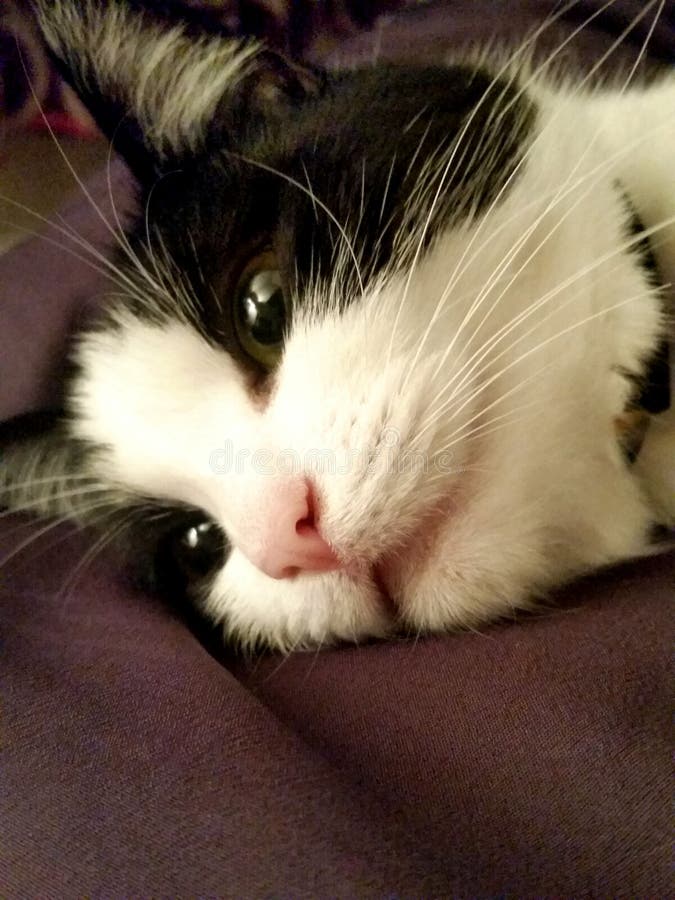 Cat Nap stock image. Image of sleepy, home, feline, kitten - 47257401