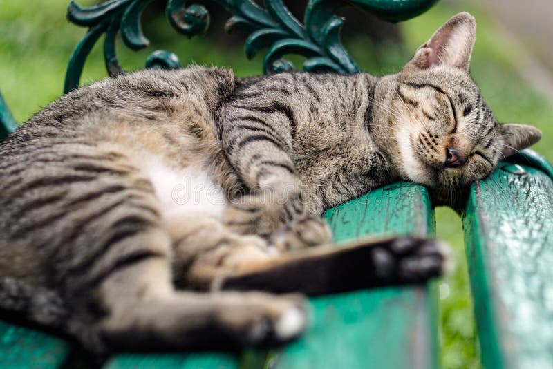 Cat nap stock image. Image of bench, sleeping, rustic - 126492961