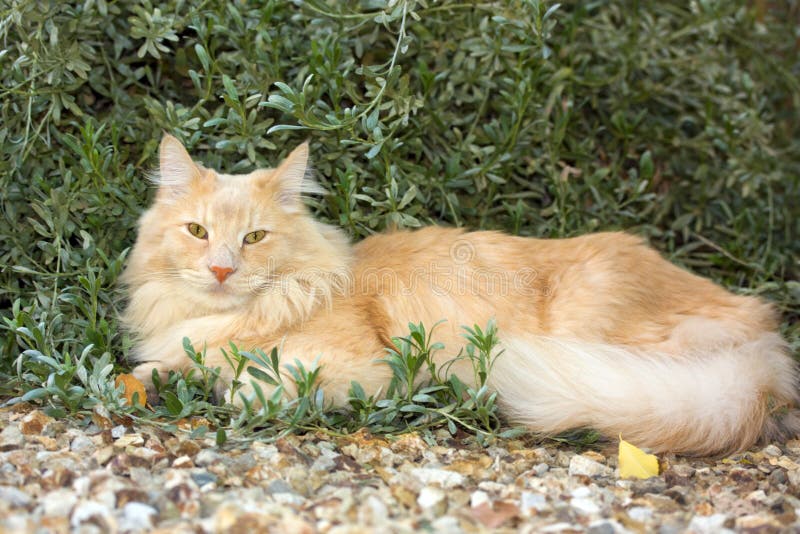 Cat Nap Time stock image. Image of green, cozy, nose - 12339605