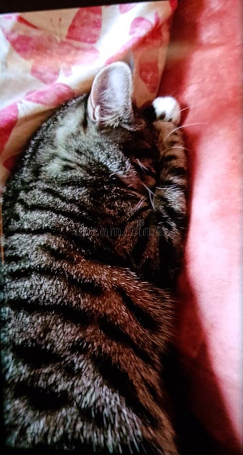 Cat nap tired girl stock photo. Image of girl, animal - 199559870