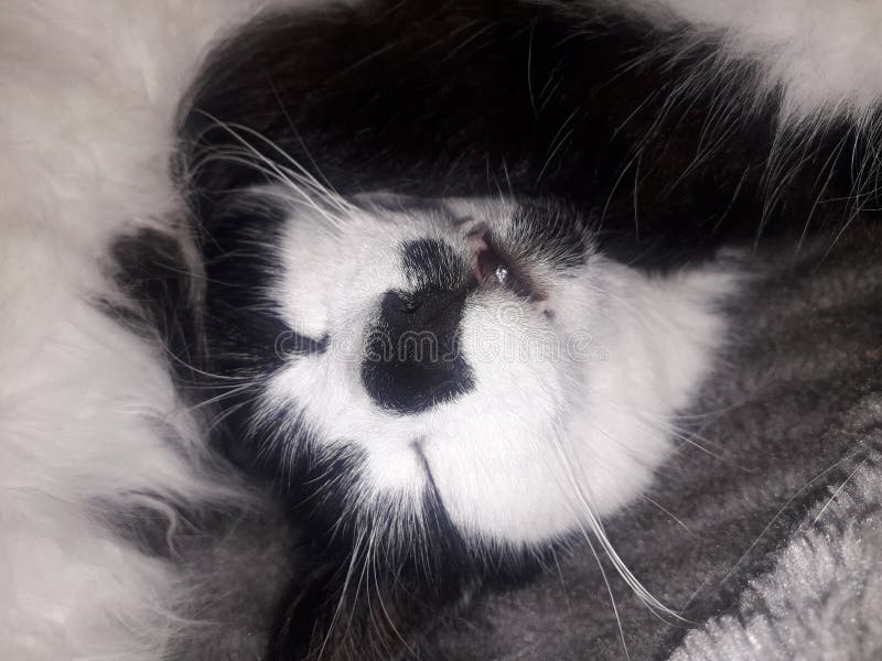 Cat napper Nigel pet cat stock photo. Image of nigel - 160065648