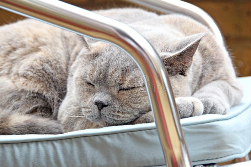 Cat napping stock image. Image of garden, british, shorthair - 25877745