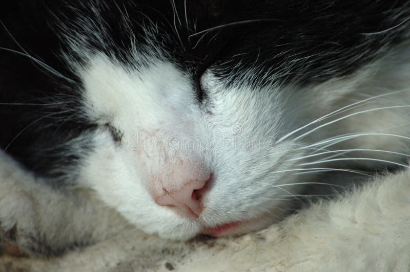 Cat Nap stock image. Image of soft, napping, taking, hariy - 46481701