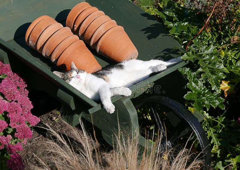 Cat napping stock photo. Image of urban, weather, summer - 61451366