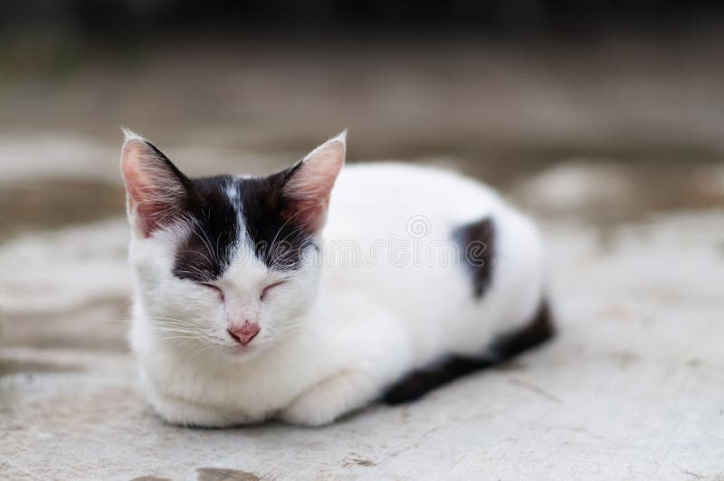 Cat crouch on floor. stock photo. Image of adorable, domestic - 58458850