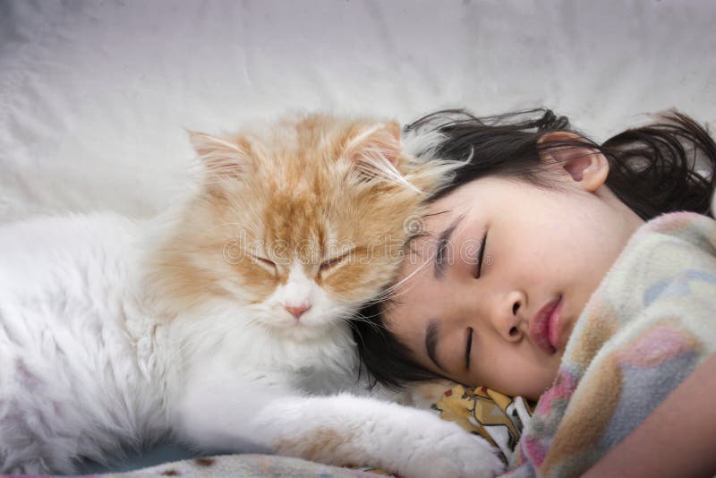 Cat Napping on a Hazy Afternoon Stock Image - Image of happiness ...