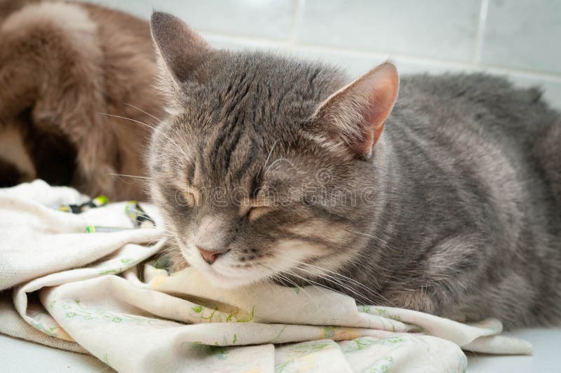 Cat Napping on Table in Kitchen Stock Photo - Image of napping, kitty ...