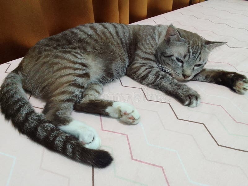 Cat napping time stock photo. Image of animal, time - 344920748