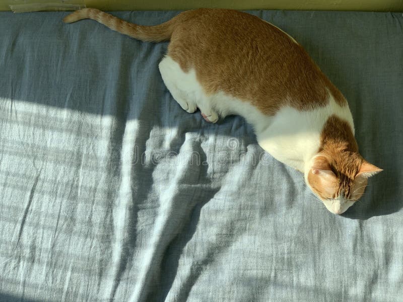 Cat Napping Under the Sun Bright Stock Image - Image of funny, animal ...