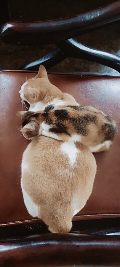 Cat-napping in the Mom S Back Stock Image - Image of understand, sleep ...