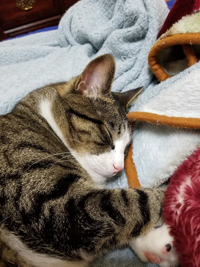 Cat Naps on Fluffy Blankets Stock Image - Image of kitten, head: 179585347