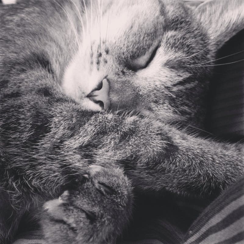 Cat Naps stock image. Image of soft, white, animal, black - 42659237