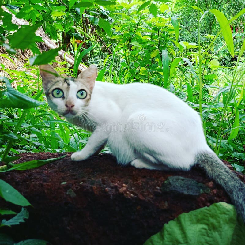 Cat Natural Beauty the Home Ground Stock Photo - Image of home, natural ...