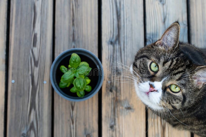 Cat and a Natural Green Basil, Morning Mood Stock Photo - Image of ...