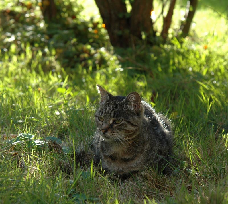 Cat in nature stock image. Image of wildcat, grass, whiskers - 193157537