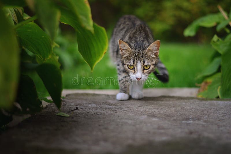 Snicking Stock Photos - Free & Royalty-Free Stock Photos from Dreamstime