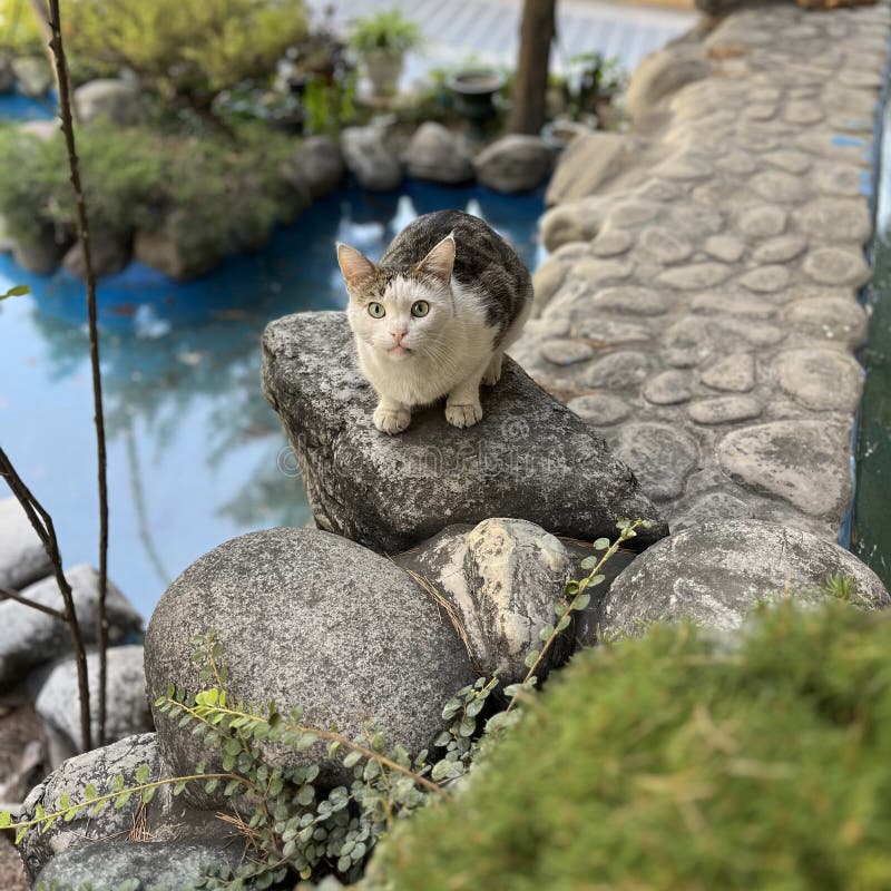 290 Cat Wonders Stock Photos - Free & Royalty-Free Stock Photos from ...