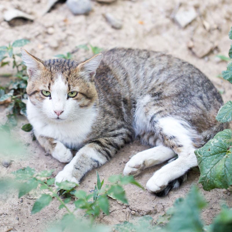 Cat in nature stock photo. Image of cute, feline, grass - 100409000
