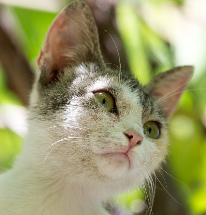 Cat in nature . stock photo. Image of kitty, feline - 100549788