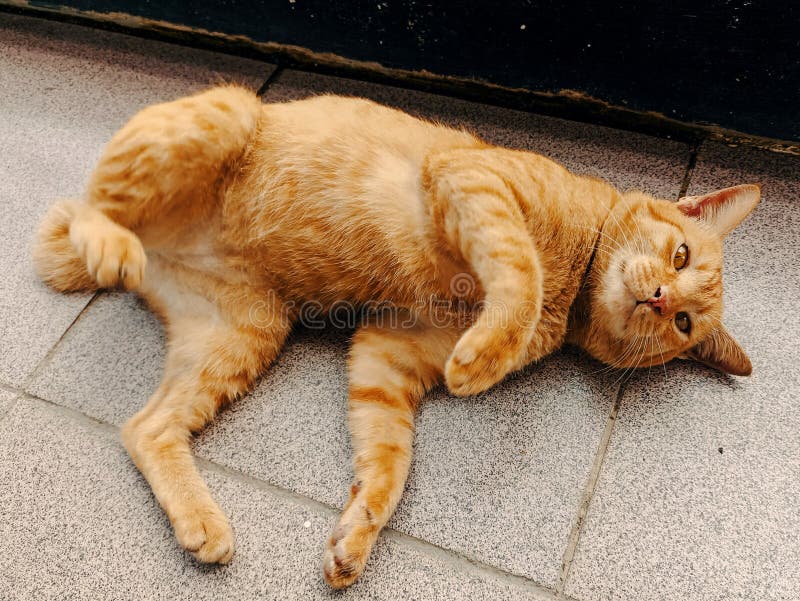 Domestic Cat with Short Tail at Home Stock Image - Image of short ...