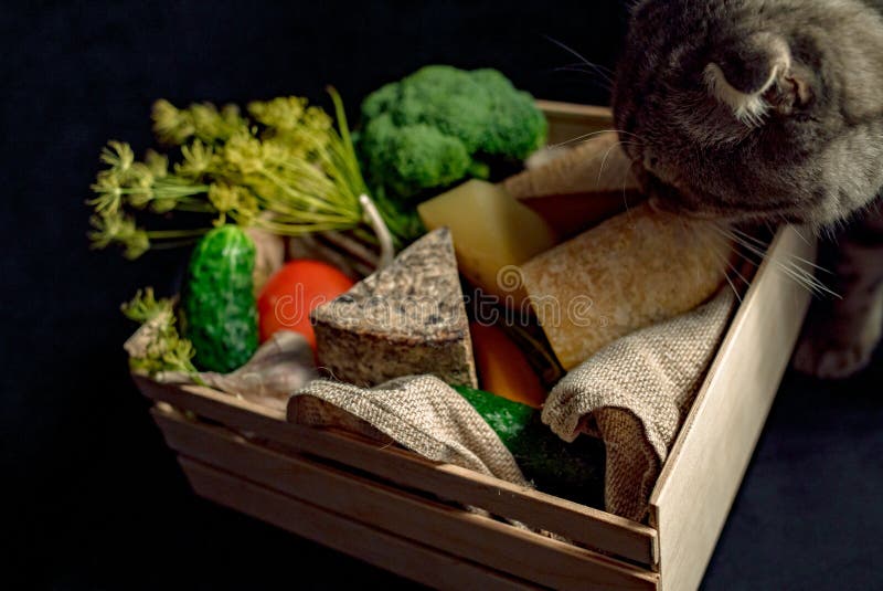 Cat Near the Box with Kraft Homemade Cheese Stock Image - Image of ...