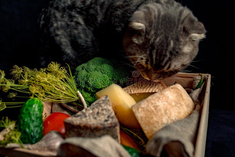 Cat Near the Box with Kraft Homemade Cheese Stock Photo - Image of ...