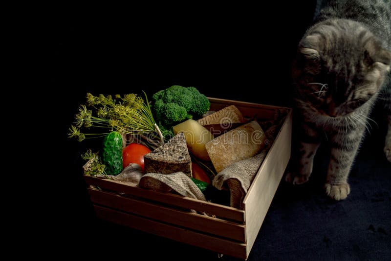 Cat Near the Box with Kraft Homemade Cheese Stock Image - Image of cake ...