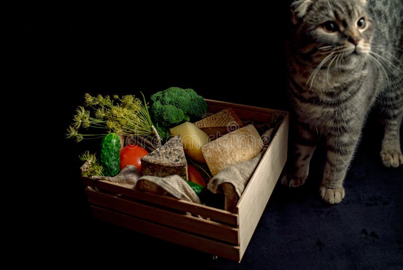 Cat Near the Box with Kraft Homemade Cheese Stock Photo - Image of ...