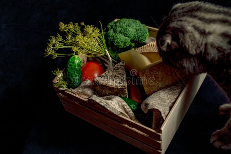 Cat Near the Box with Kraft Homemade Cheese Stock Photo - Image of ...