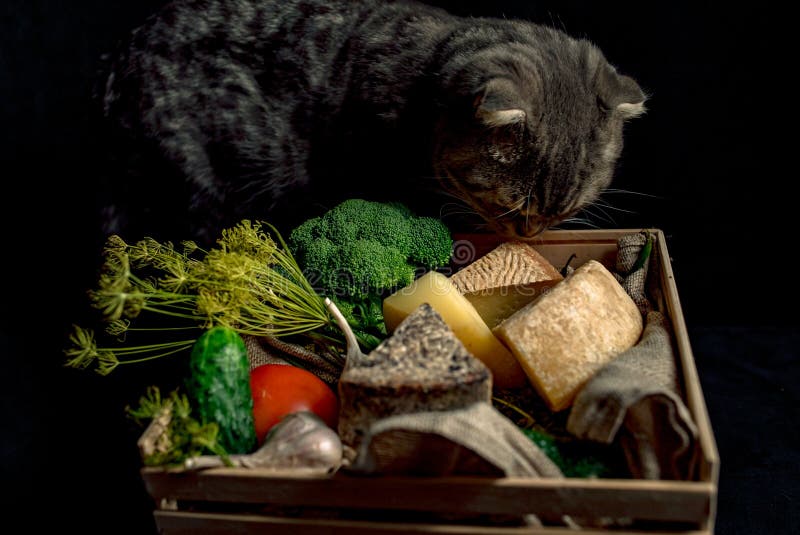 Cat Near the Box with Kraft Homemade Cheese Stock Photo - Image of ...