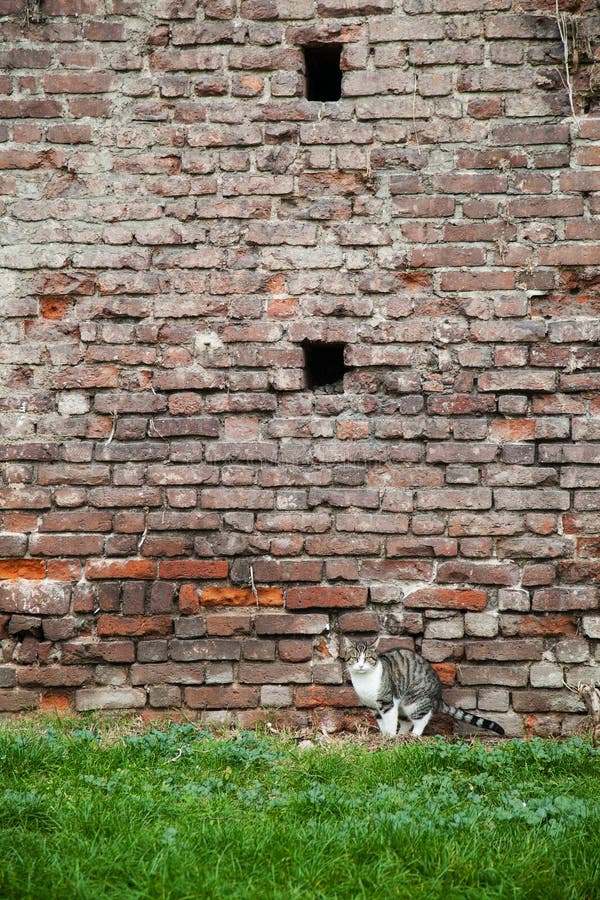 Cat near brick wall stock image. Image of bricks, stone - 48371491