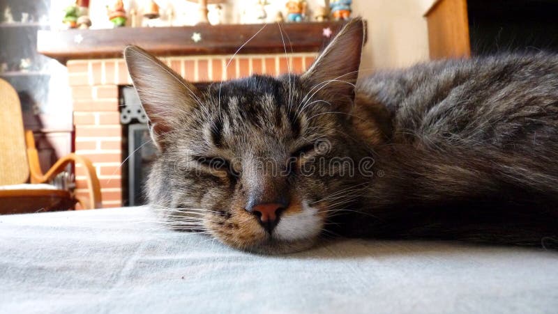 Cat near the fireplace stock photo. Image of environment - 93476716