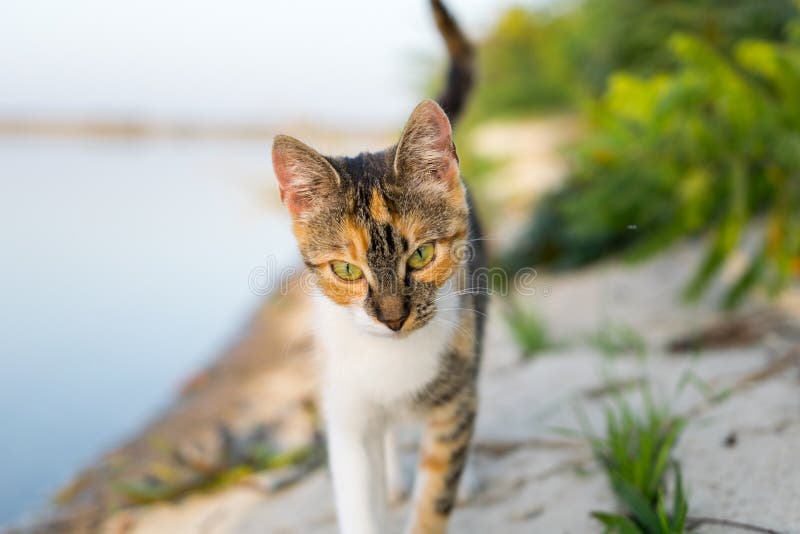 Cat Walking Towards You Near Lake Stock Photos - Free & Royalty-Free ...