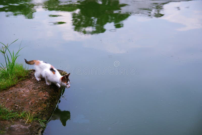 Cat near a river stock image. Image of inverted, reflection - 46771803