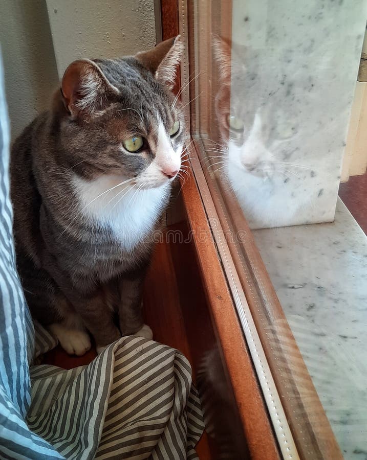 Cat at the windows stock photo. Image of tropez, south - 3019708