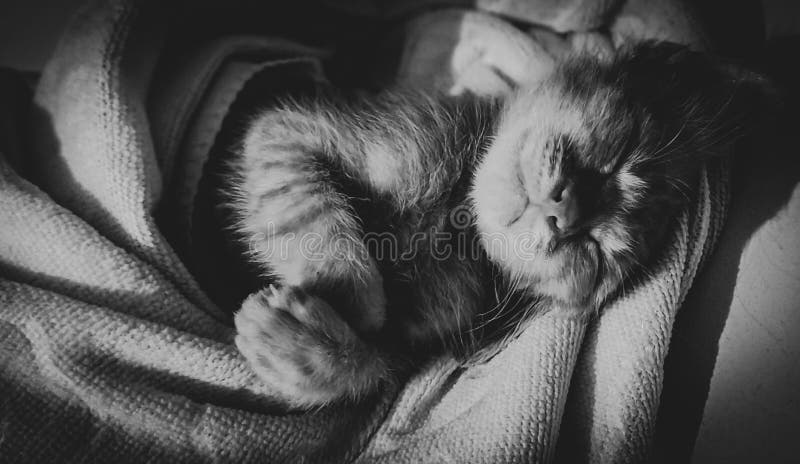 Cat need to sleep stock photo. Image of nose, organ - 269080826
