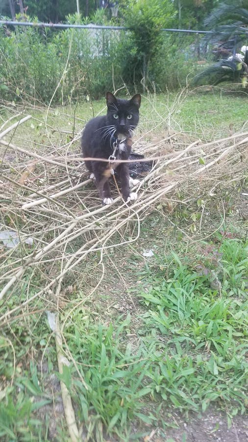 Cat Nest stock photo. Image of pets, cute, nest, outdoors - 155625254