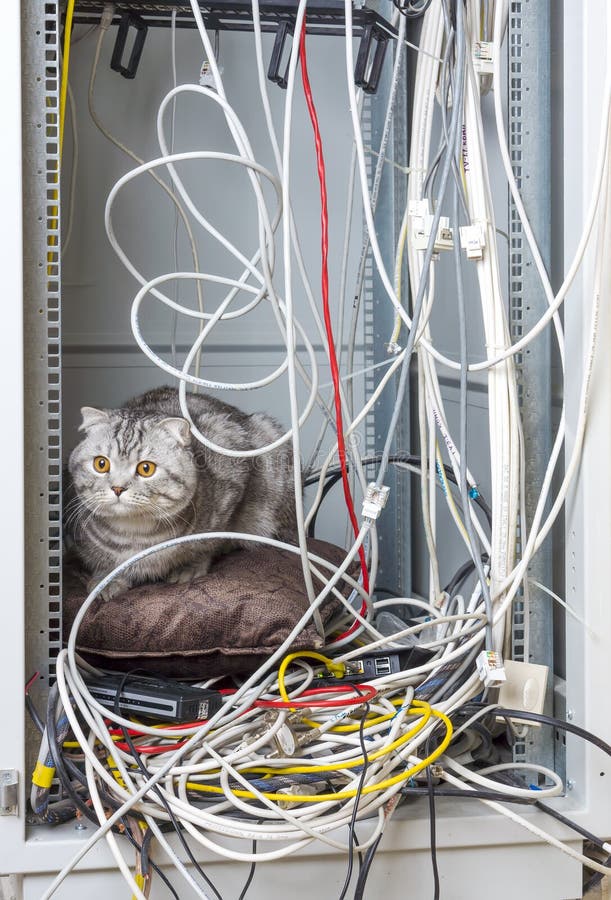 Cat in network cabinet stock photo. Image of cabinet - 66878562