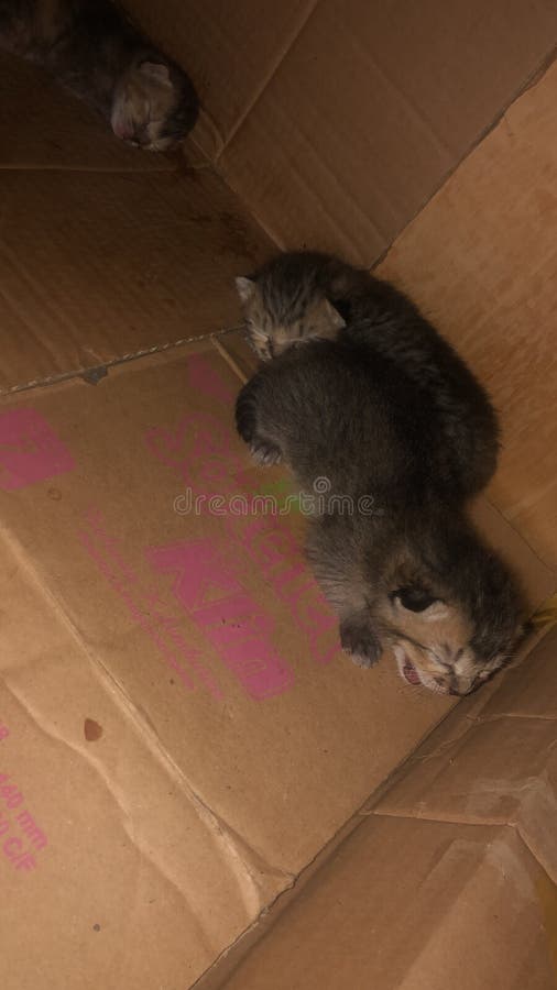 Cat stock photo. Image of newly, born, kitten, cute - 263214922