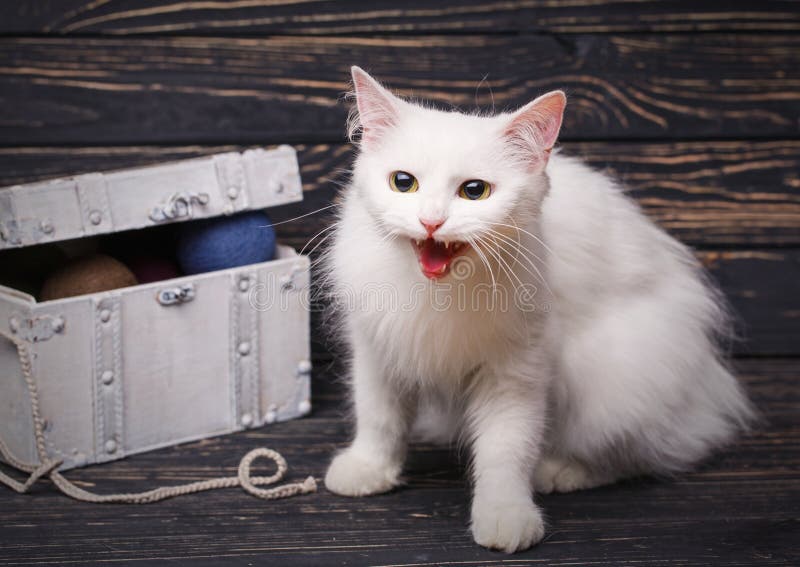 Cat Next To the Chest on a Black Background. Stock Photo - Image of ...