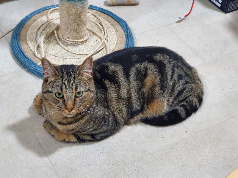 Cat Next To a Scratching Pole Stock Image - Image of whiskers, next ...